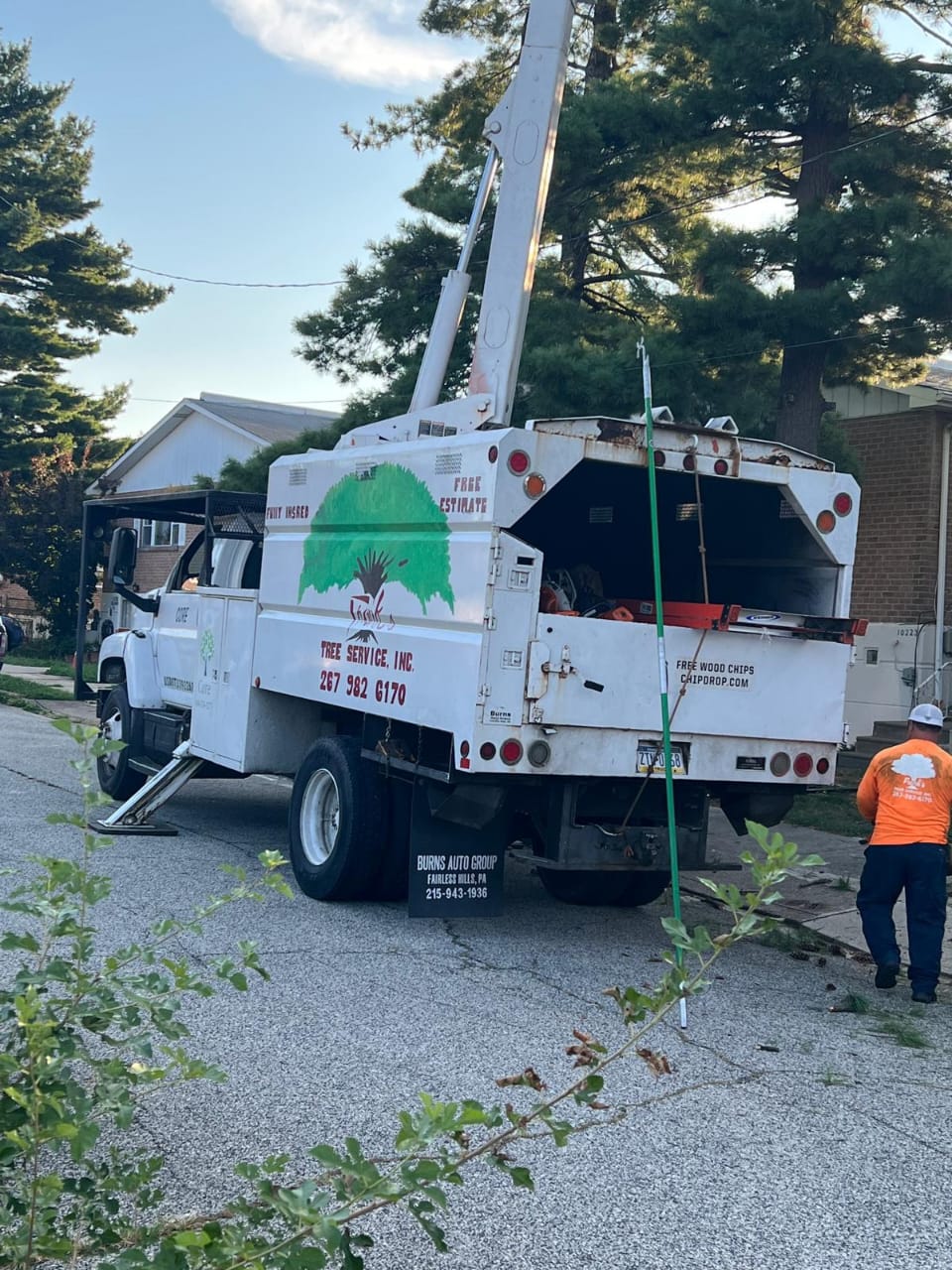 Tree Removal & Trimming Services in Bensalem, PA | Frank’s’s Tree ...
